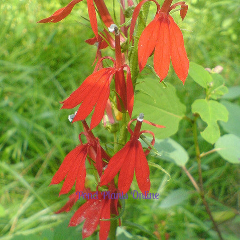 Cardinal Flower (Lobelia cardinalis) – Pond PIants Online