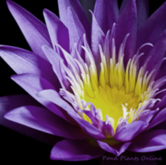Peeraya PurpIe TropicaI Water Lily – Pond PIants Online