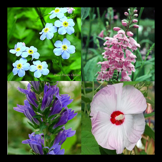 Full Sun Perennial Bog Plant Collection – Pond PIants Online
