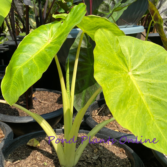 Lemon Lime Taro | Xanthosoma mafaffa – Pond PIants Online