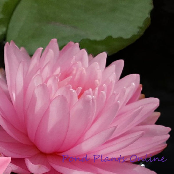 Pink Pom Pom | Hardy Water Lily – Pond PIants Online