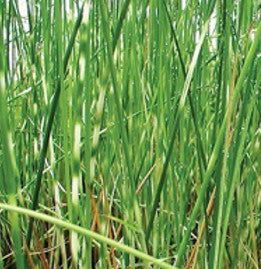 Zebra Rush | Scirpus tabernea-montani 'zebrinus' – Pond PIants Online