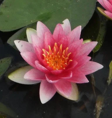 Red Water Lilies